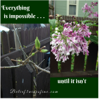 Everything Is Impossible ~ Until It Isn’t – Believing is Seeing